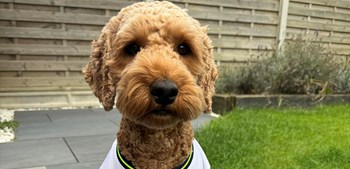 Dog of the Match | West Ham | Tottenham Hotspur